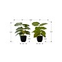 Monarch Specialties Inc. 13" Artificial Epipremnum in Pot, 2/Set (I ...