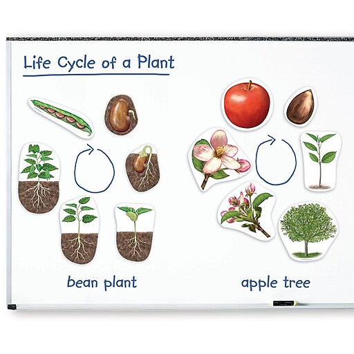 Learning Resources Giant Magnetic Plant Life Cycles (LER6045) | Staples