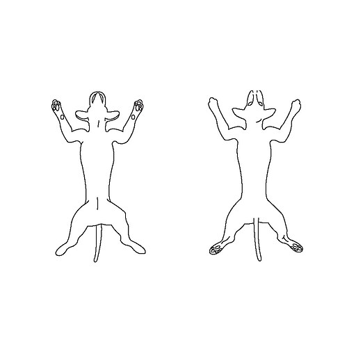 Veterinary Examination Medical Labels; Canine Anatomy, White, 1-3/4x3-1 ...