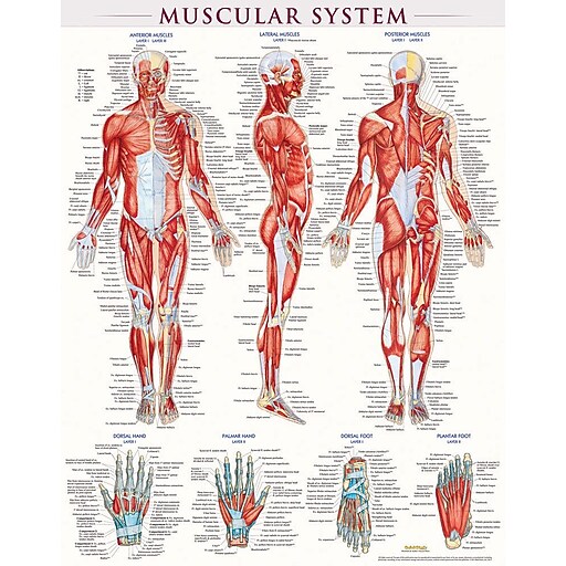 BarCharts, Inc. QuickStudy® Muscular System Poster Reference Set ...