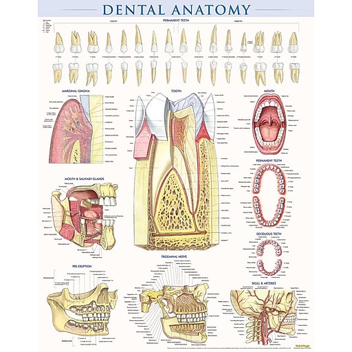BarCharts, Inc. QuickStudy® Dental Anatomy Poster Reference Set ...