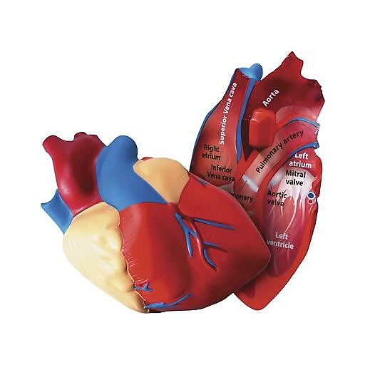 Learning Resources Cross Section Human Heart Model | Staples