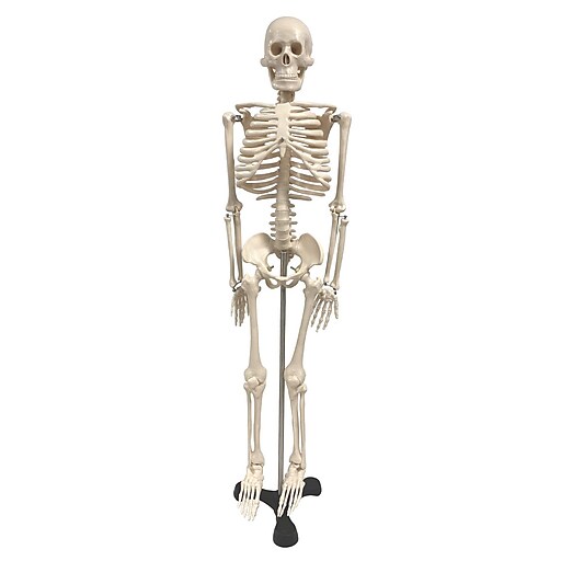 Supertek Human Skeleton Model with Key, 34", White (SKFB12409S3) | Staples